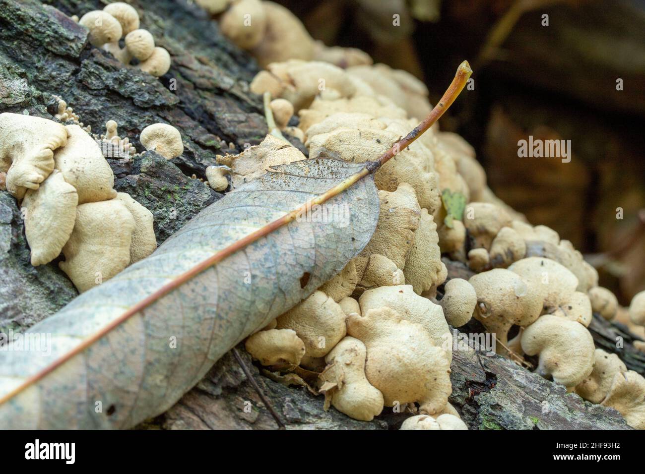 Close-up natural environmental portrait of fungi as symbols of life, death, decomposition and ...