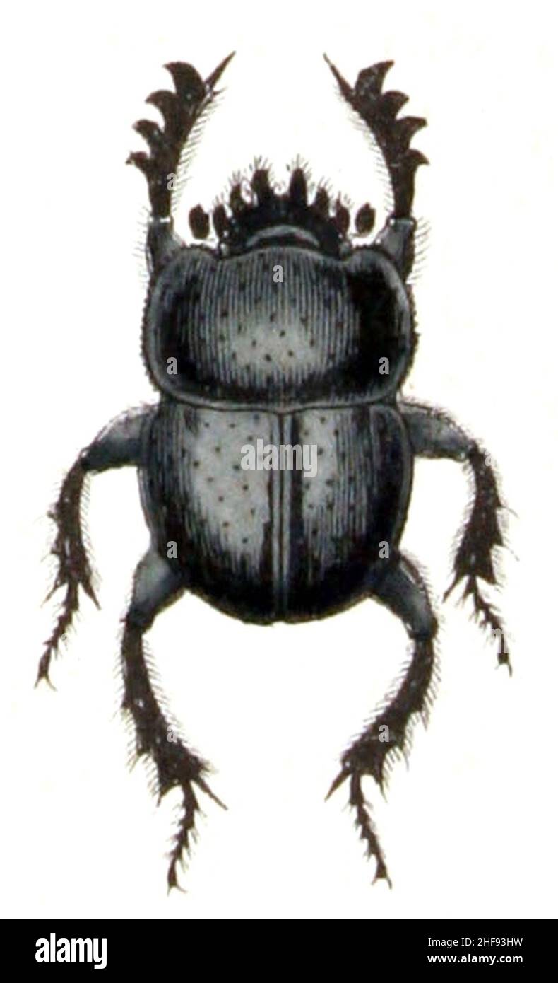 Scarabaeus variolosus hi-res stock photography and images - Alamy