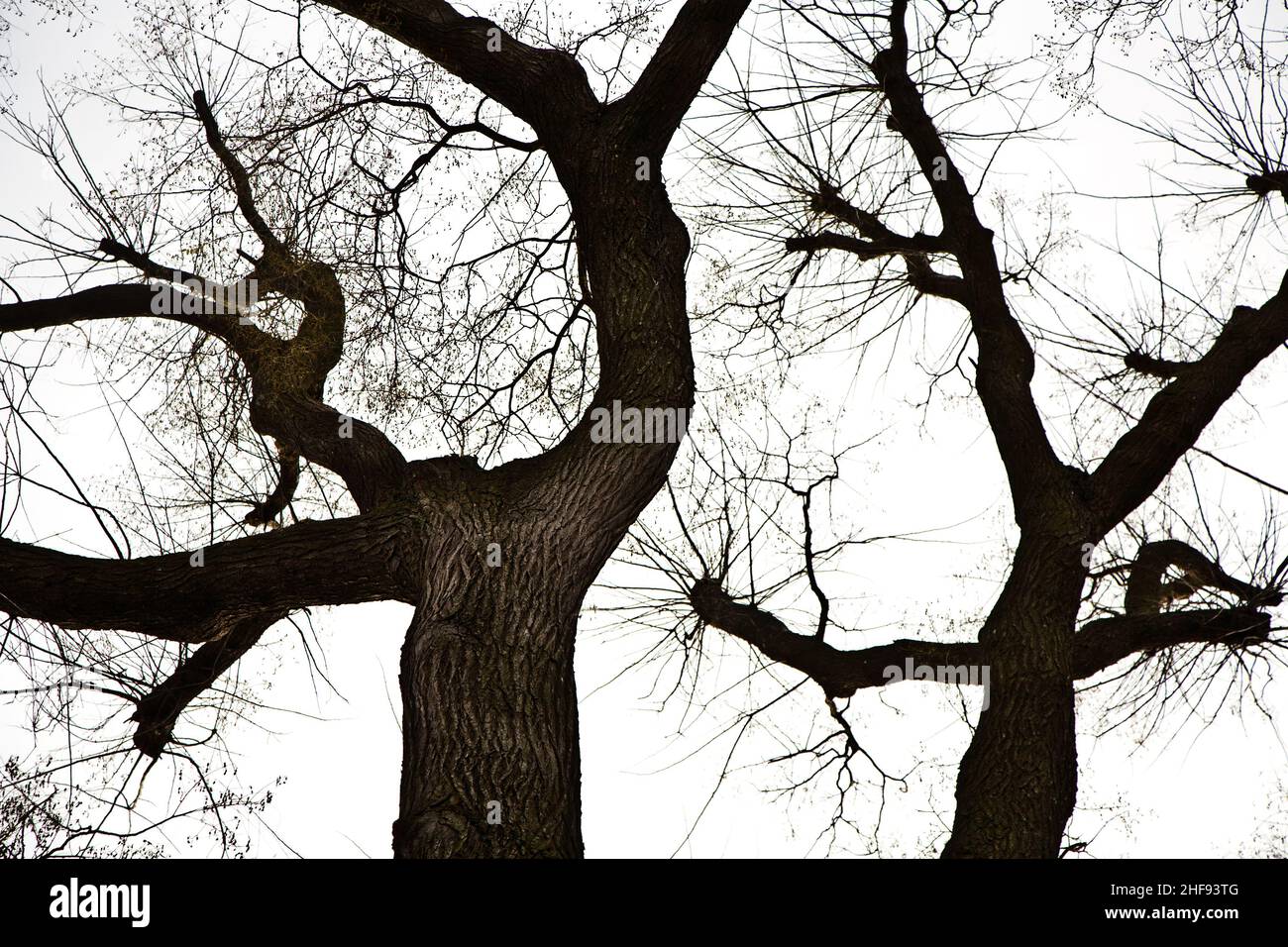 tree top, crown with a few leaves in automs and white sky Stock Photo ...