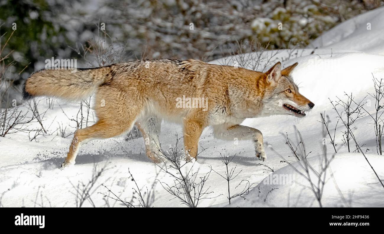 Coyote hunting hi-res stock photography and images - Alamy