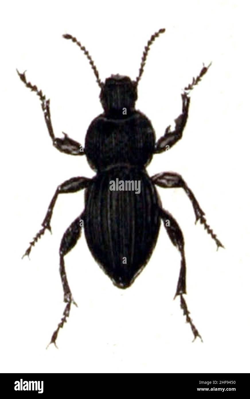 Scaurus hi-res stock photography and images - Alamy