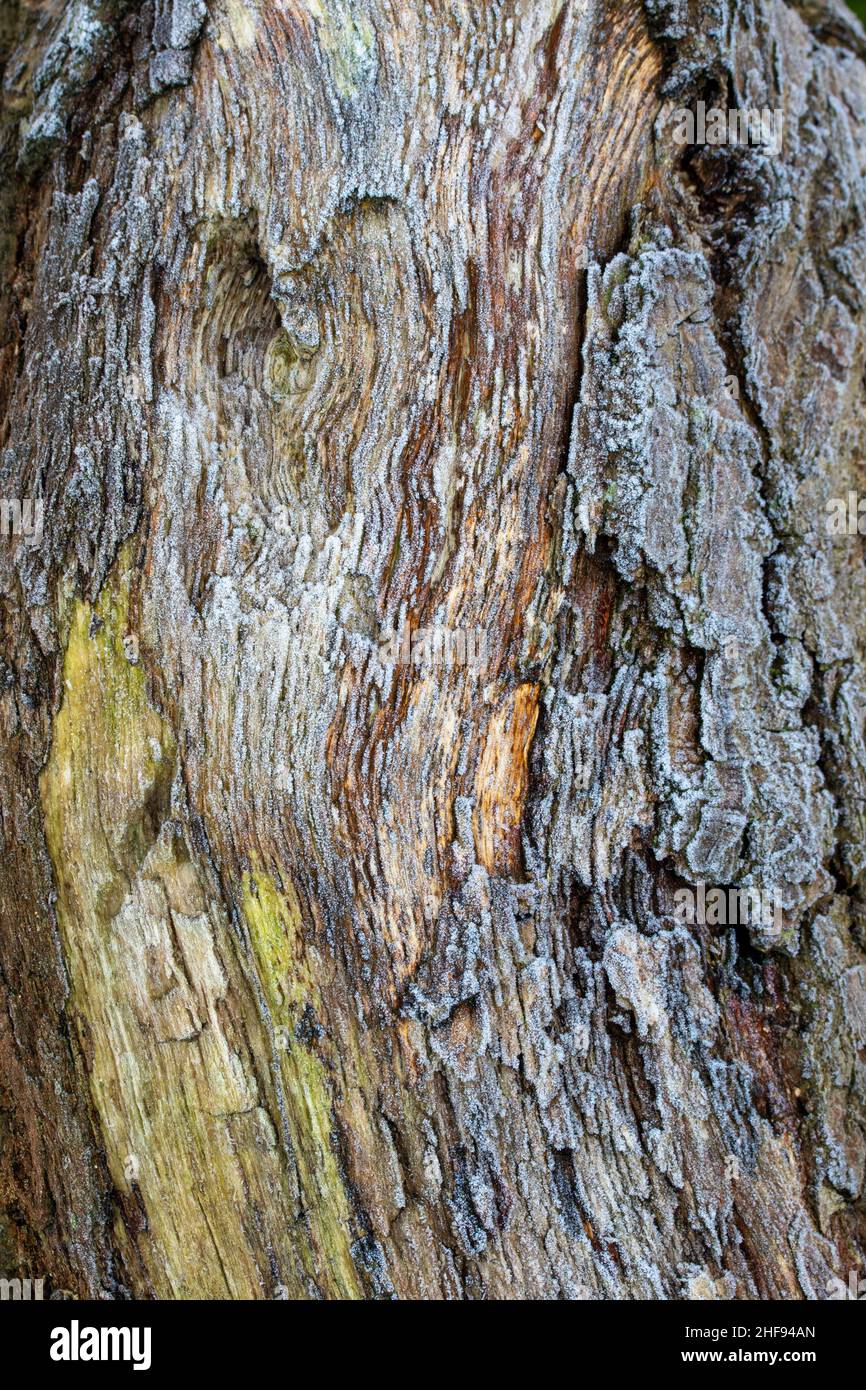 Patterns and textures in nature, intimate landscape of tree patterns ...