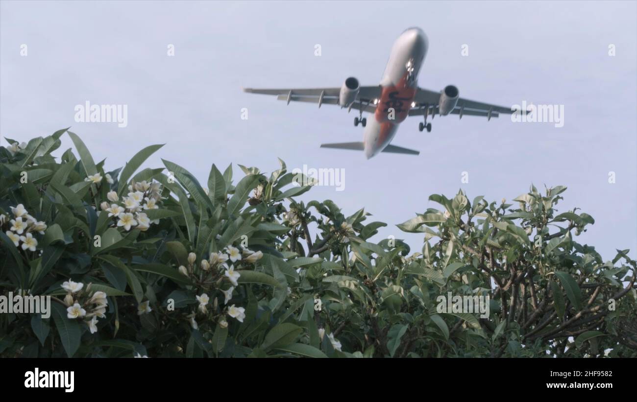 Airplane flying over tropical trees with pink flowers, business summer ...