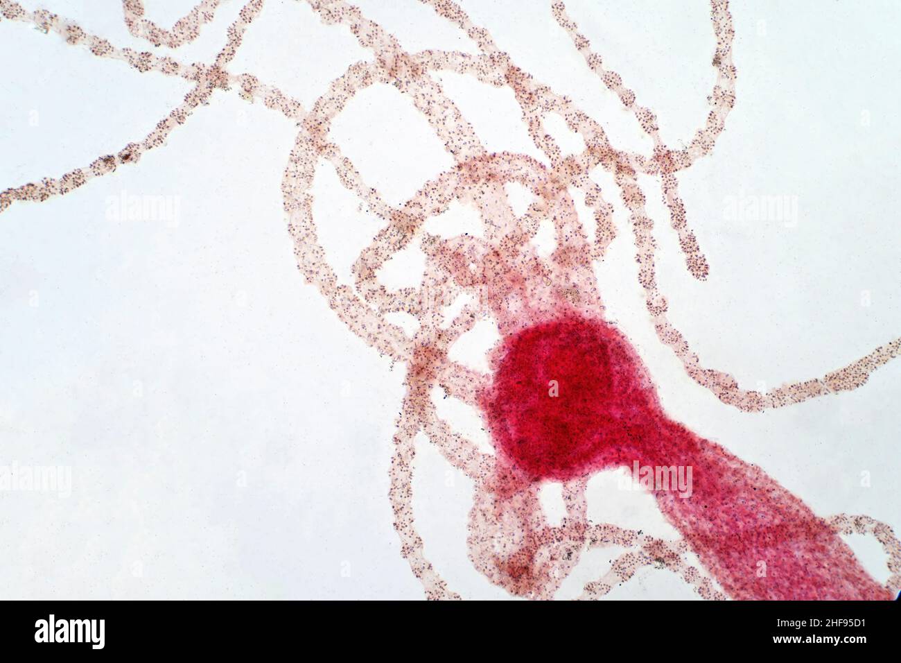 Hydra, light micrograph Stock Photo - Alamy