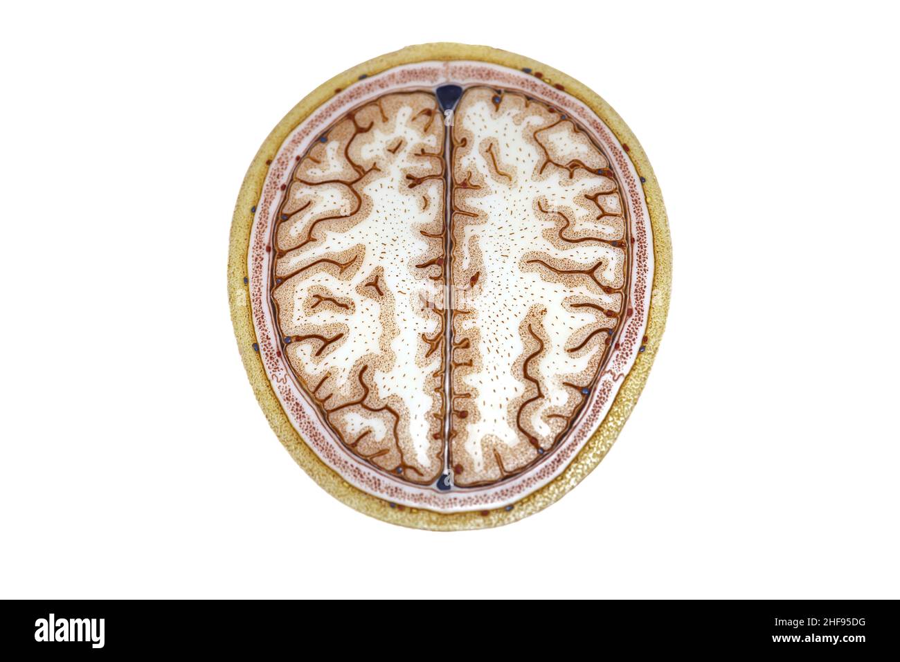 Brain anatomy, illustration Stock Photo - Alamy