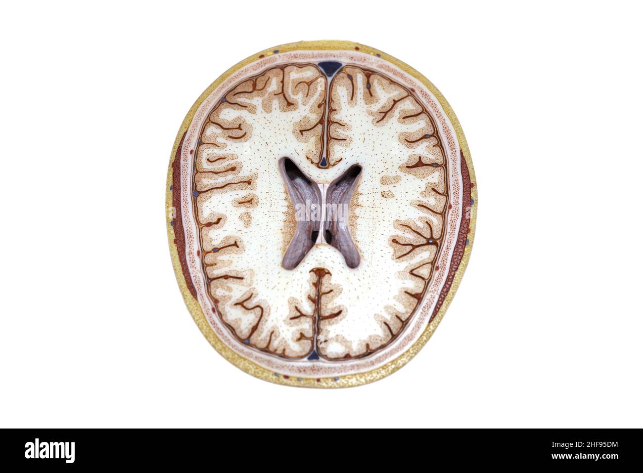 Brain transverse section illustration Cut Out Stock Images & Pictures ...