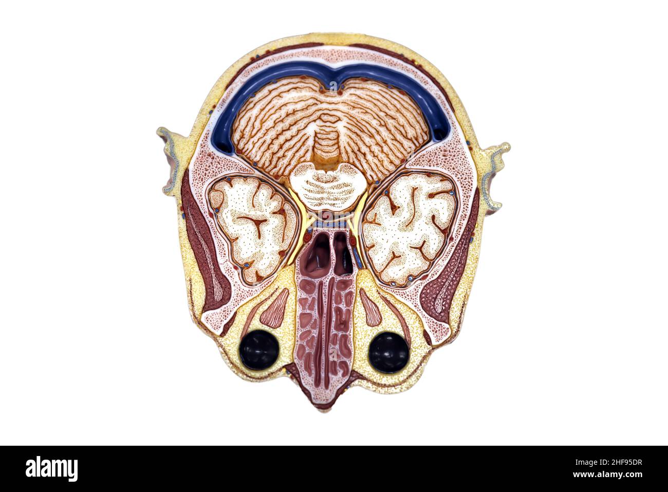 Brain transverse section High Resolution Stock Photography and Images ...