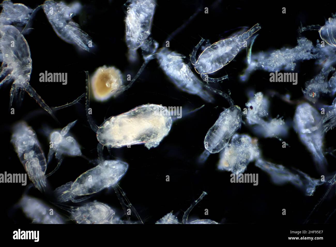 Copepods, light micrograph Stock Photo - Alamy