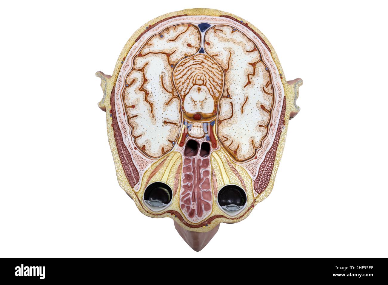 Human brain, illustration Stock Photo - Alamy Human brain, illustration Stock Photo - Alamy