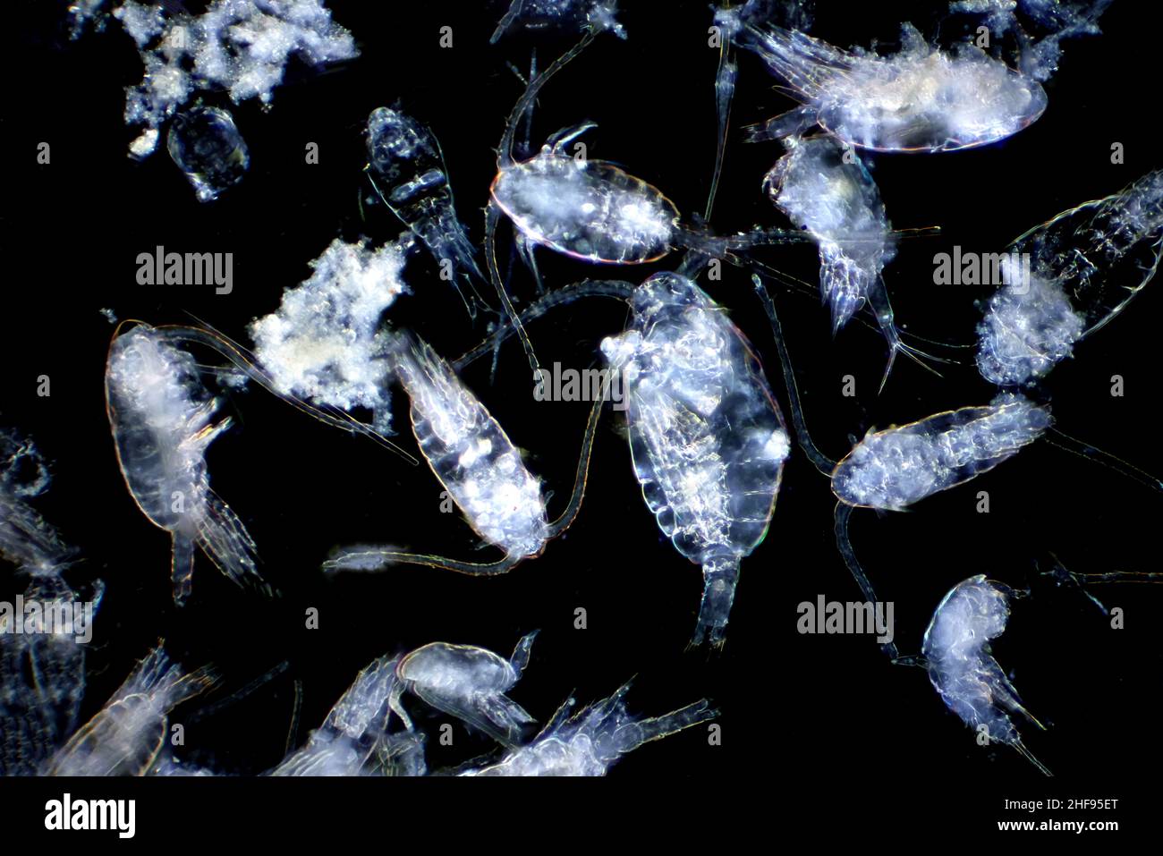 Copepods, light micrograph Stock Photo - Alamy