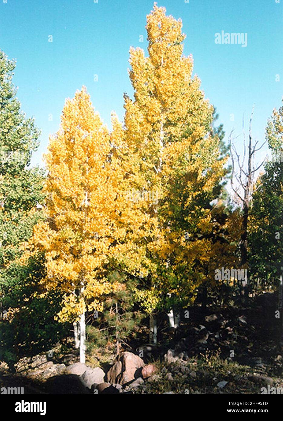 Scenic Byway 12 - Fall Colors on Quaking Aspens Stock Photo - Alamy