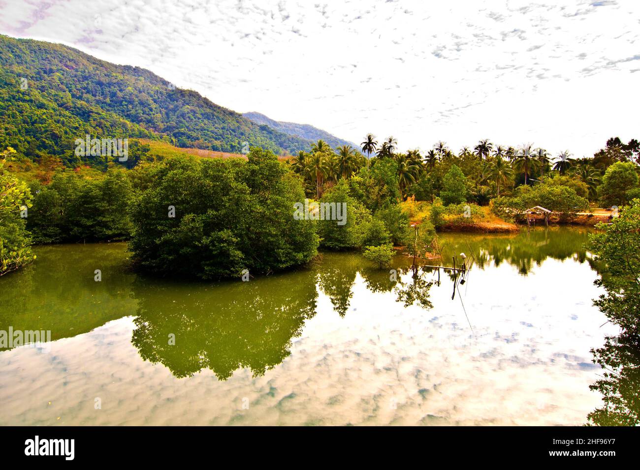 beautiful Mangrove Forest in sunlight Stock Photo - Alamy