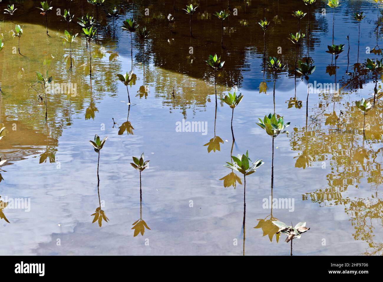 beautiful Mangrove Forest in sunlight Stock Photo - Alamy