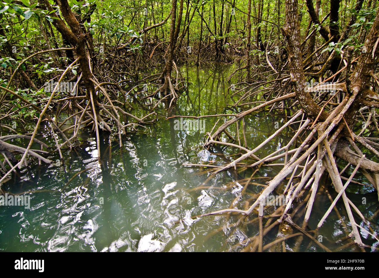 beautiful Mangrove Forest in sunlight Stock Photo - Alamy