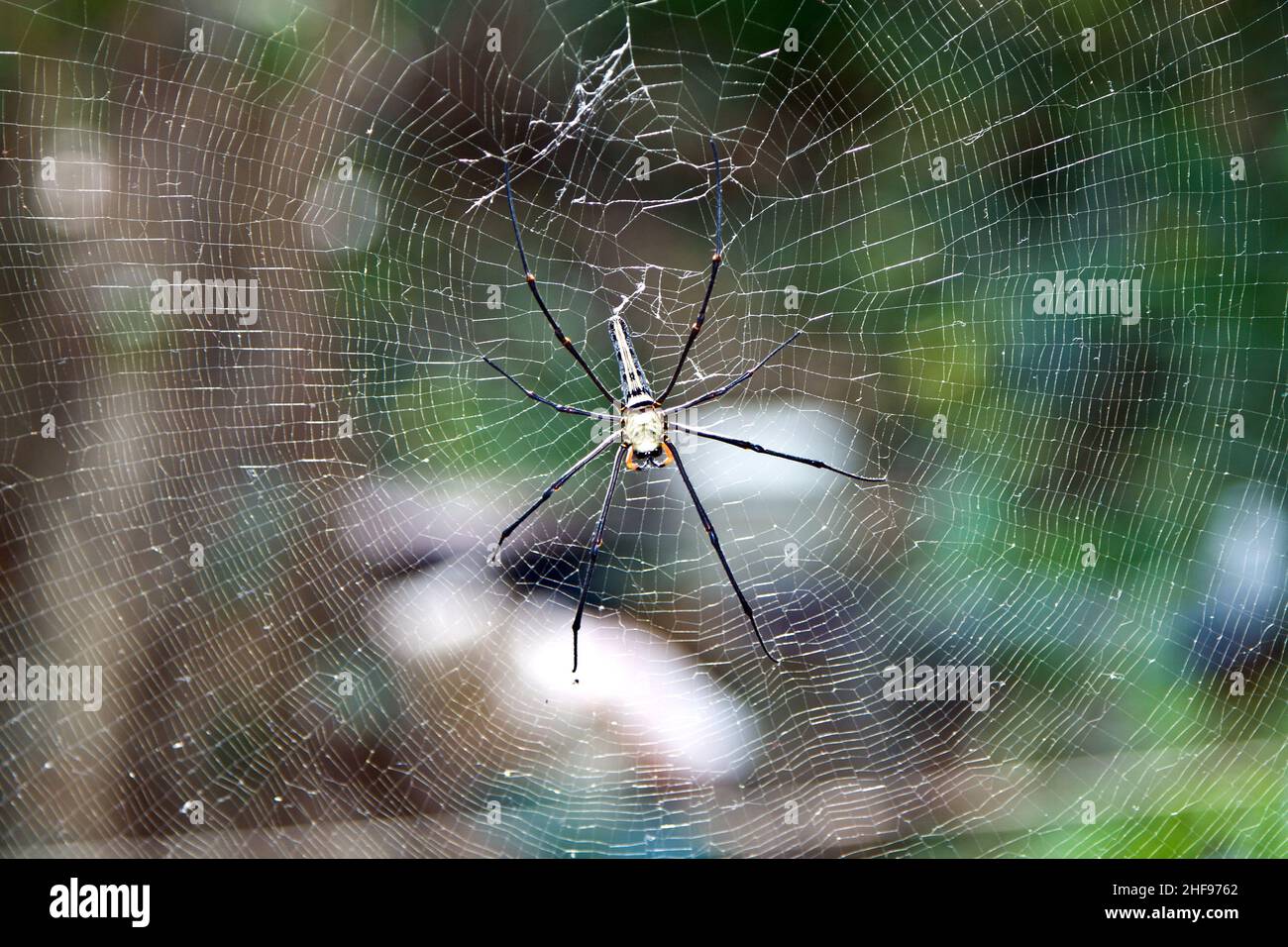 Spider sitting in center hi-res stock photography and images - Alamy