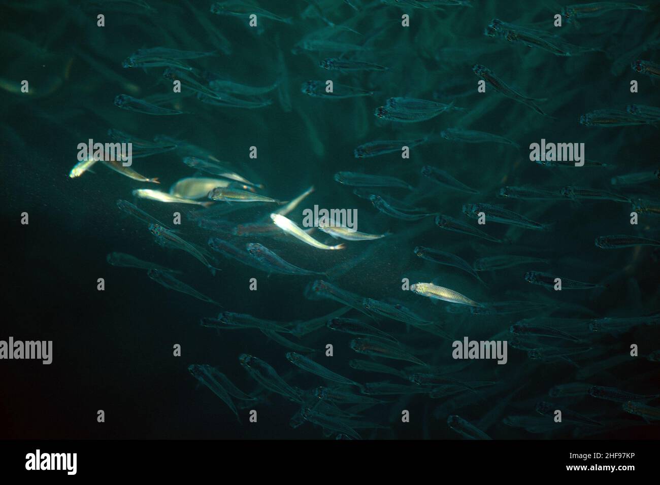 small fishes in a shoal in the sea of Thailand Stock Photo - Alamy