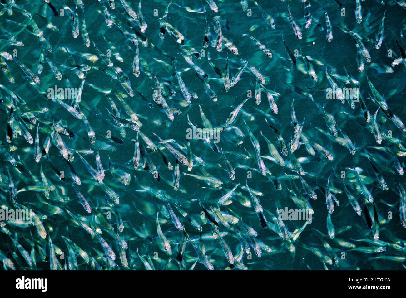 small fishes in a shoal in the sea of Thailand Stock Photo - Alamy
