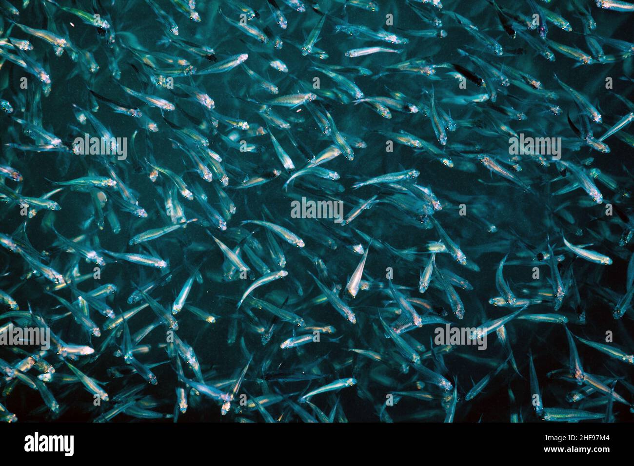 small fishes in a shoal in the sea of Thailand Stock Photo - Alamy
