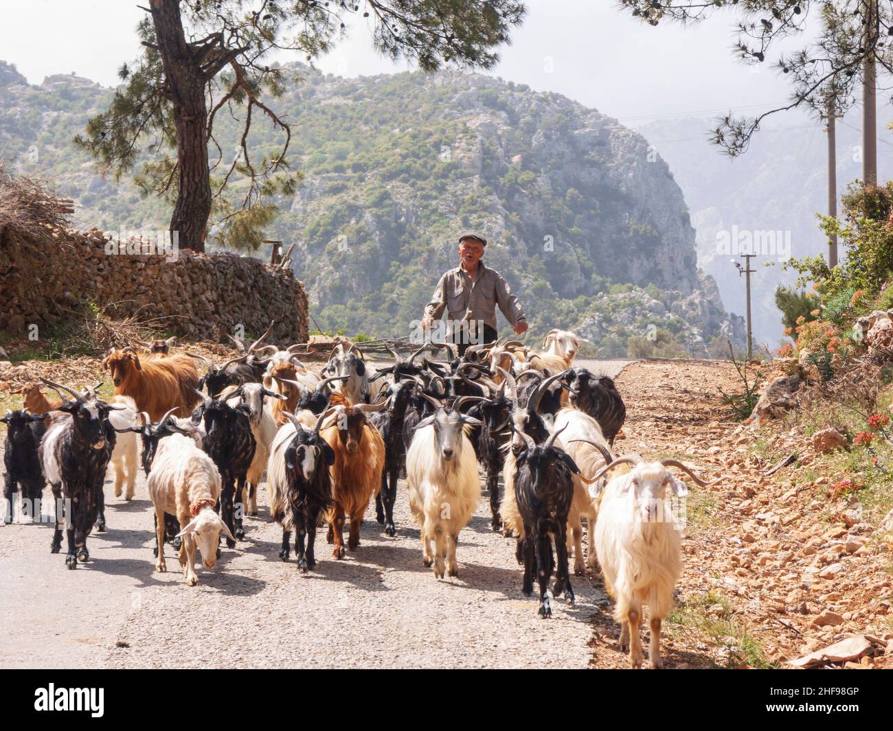 Turkish hair goat hi-res stock photography and images - Alamy