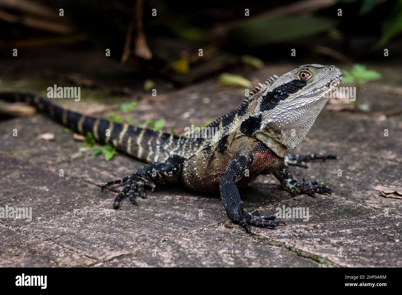 Australian Water Dragon in the wild Stock Photo - Alamy