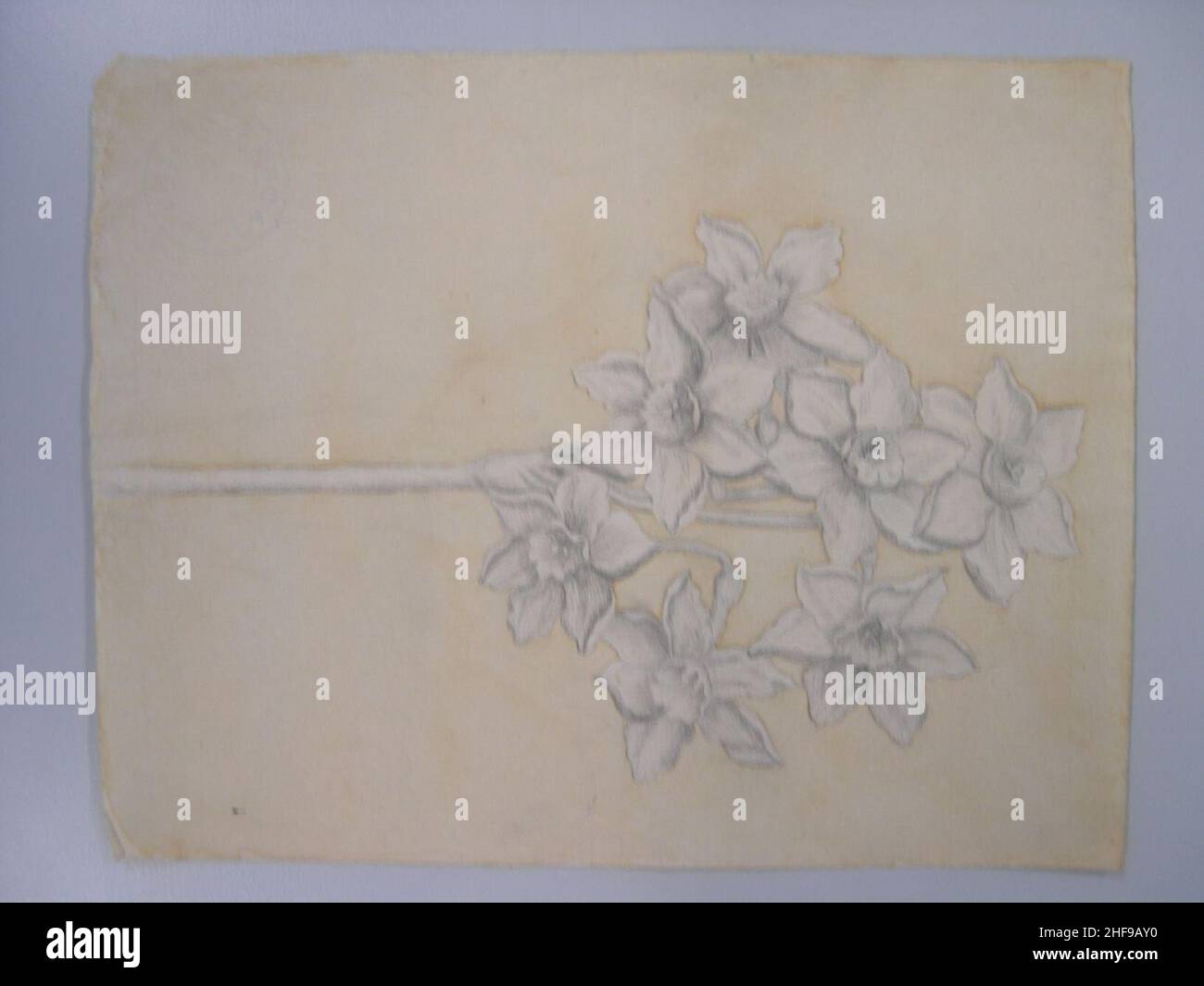 Schets van een bloem, objectnr TB 6515.23 Stock Photo - Alamy