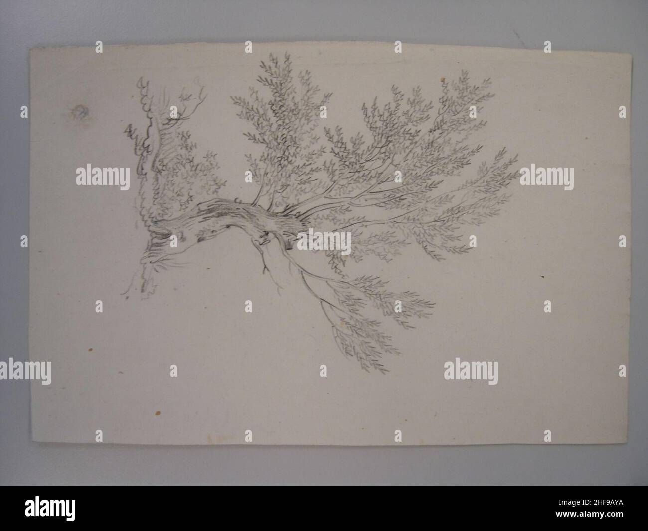 Schets van een boom, objectnr TB 6515.25 Stock Photo - Alamy