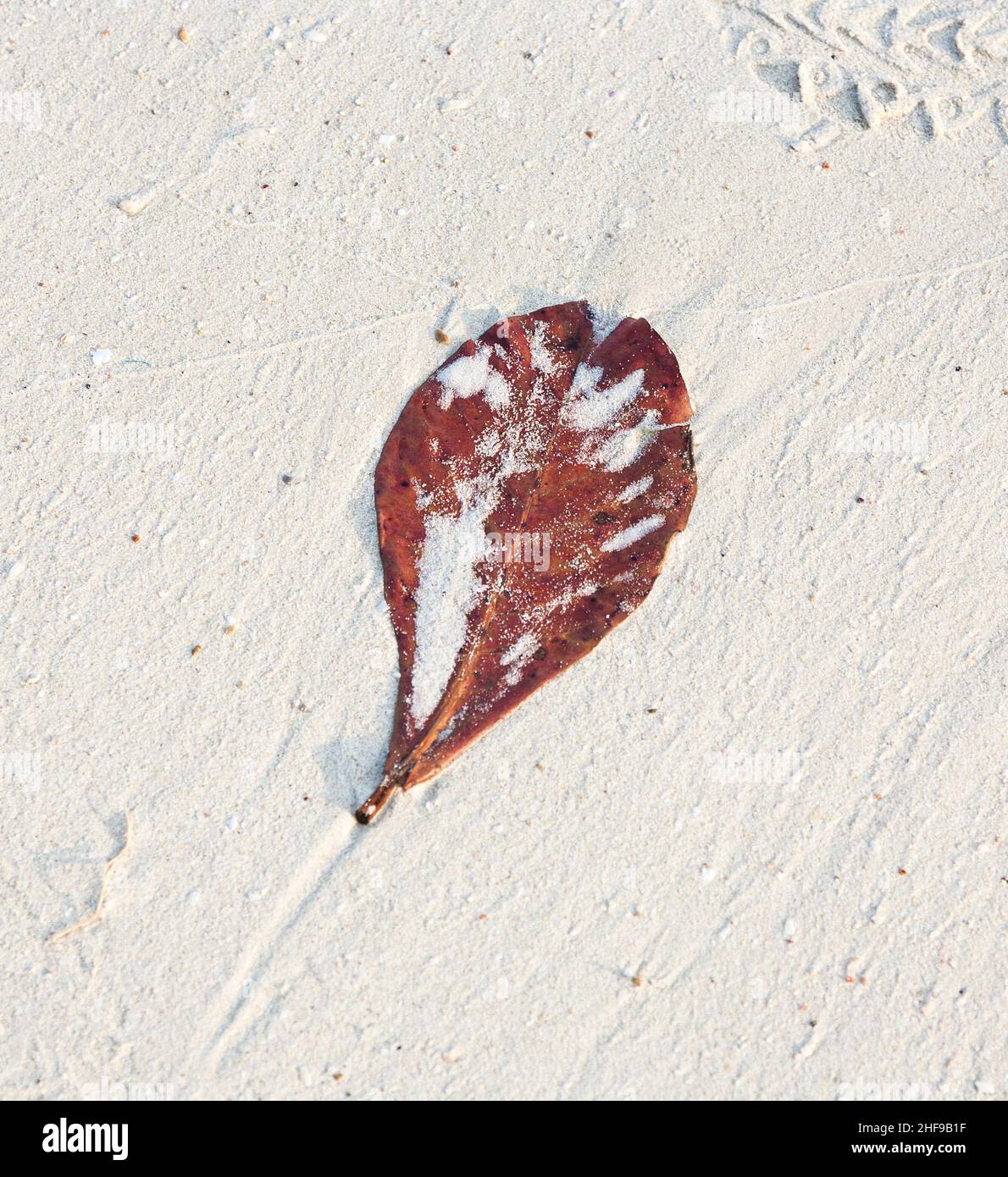 beautiful structured leaves at the beach arranged by nature in a ...