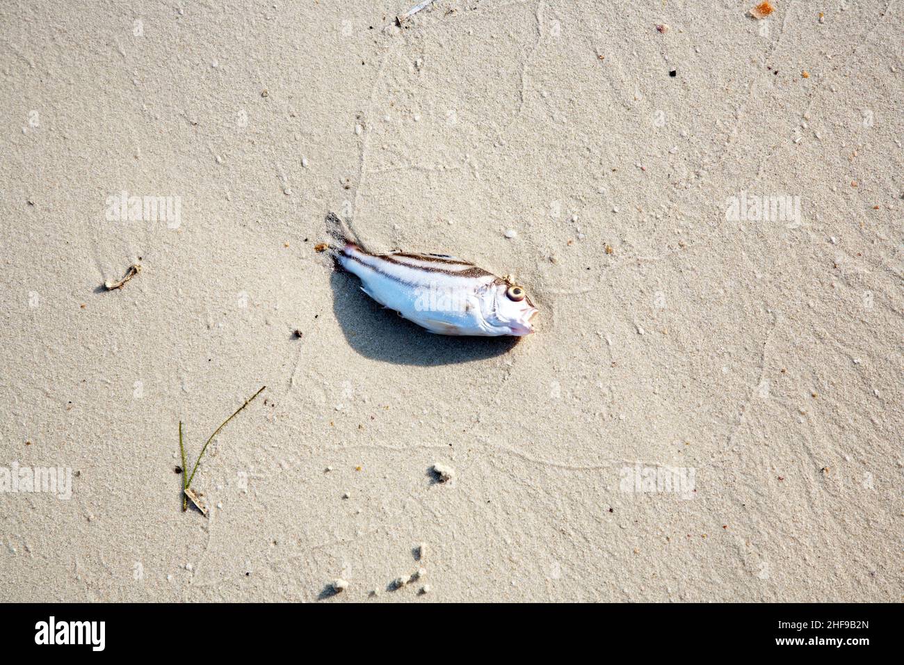 dead fish lying at the beach Stock Photo - Alamy
