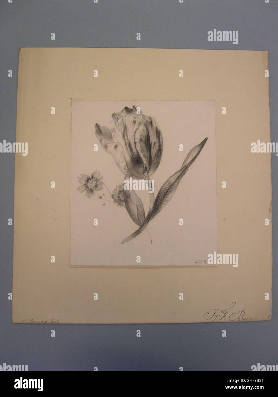 Schets van een tulp, objectnr TB 6514.21 Stock Photo - Alamy