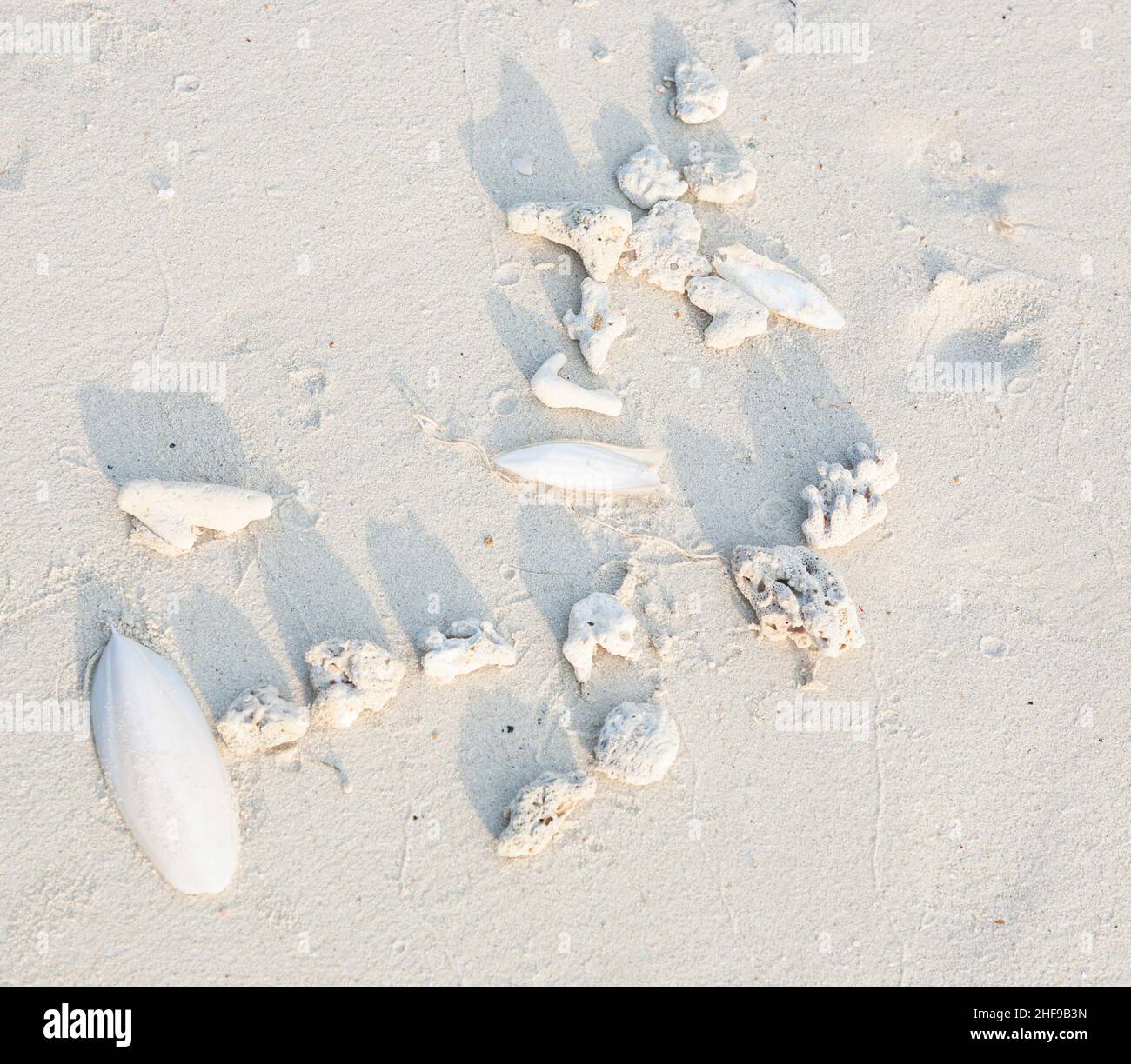 shells at the beautiful white tropical beach give a harmonic picture ...
