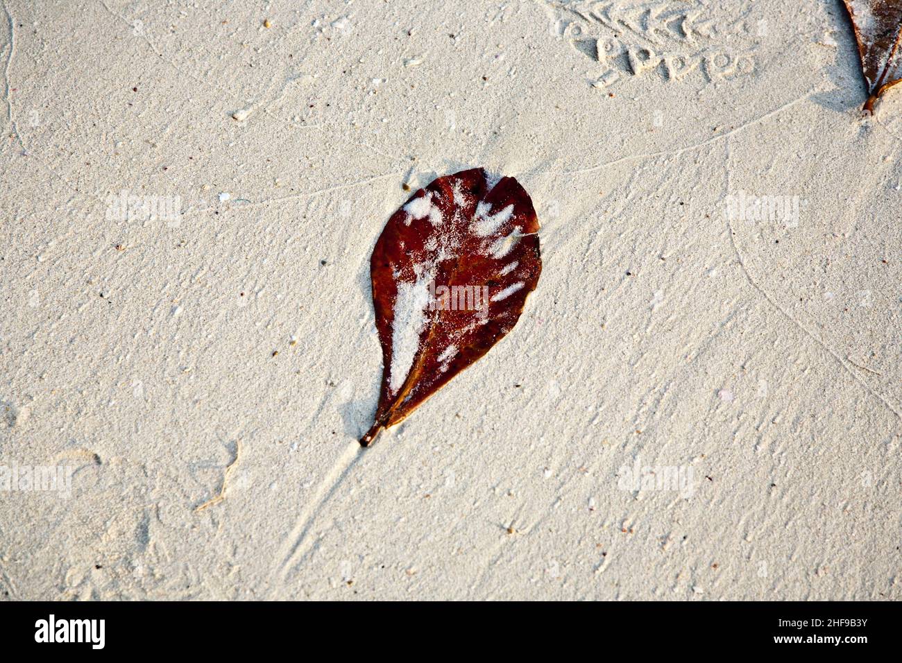 beautiful structured leaves at the beach arranged by nature in a ...