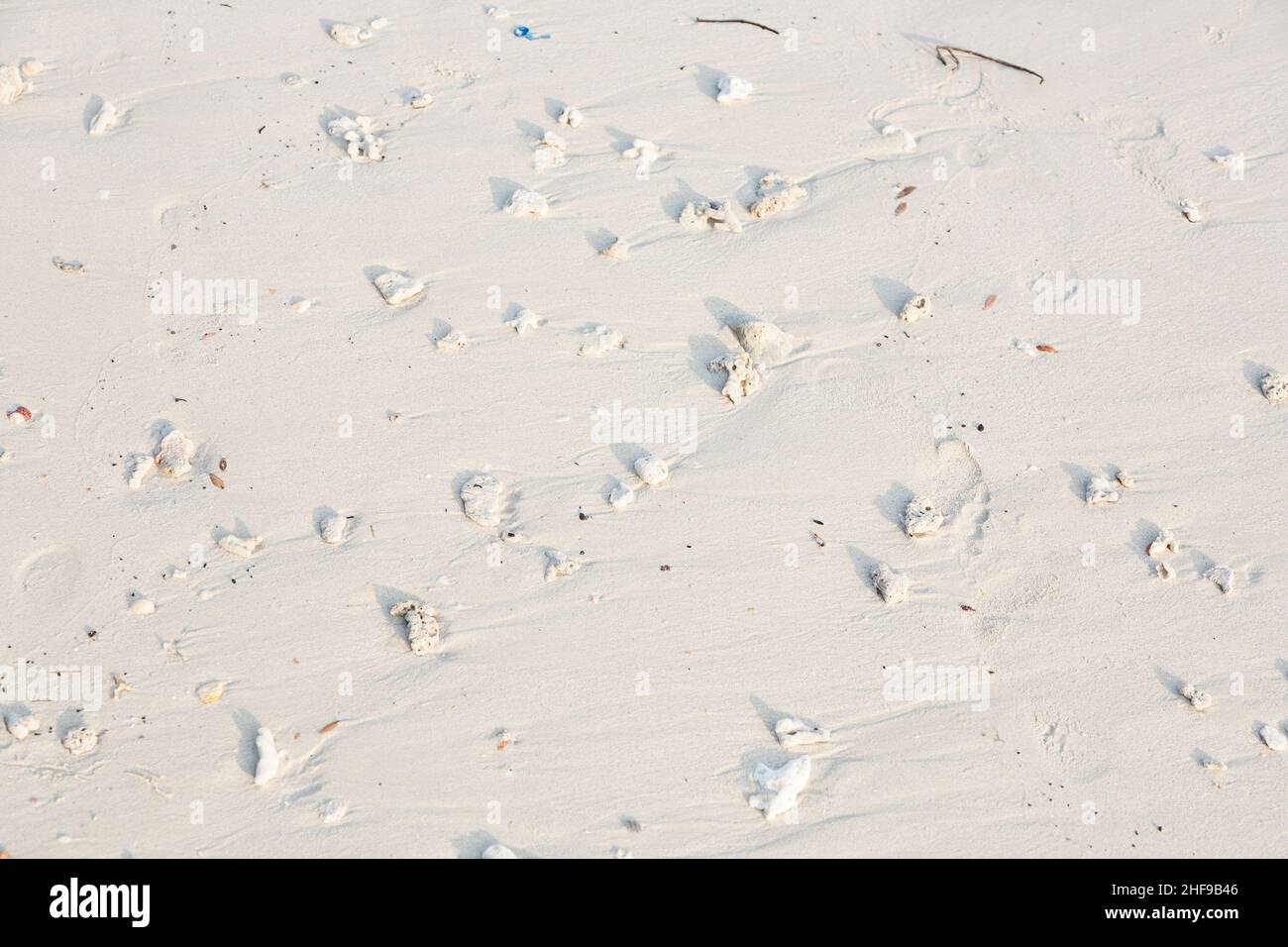 shells at the beautiful white tropical beach give a harmonic picture ...