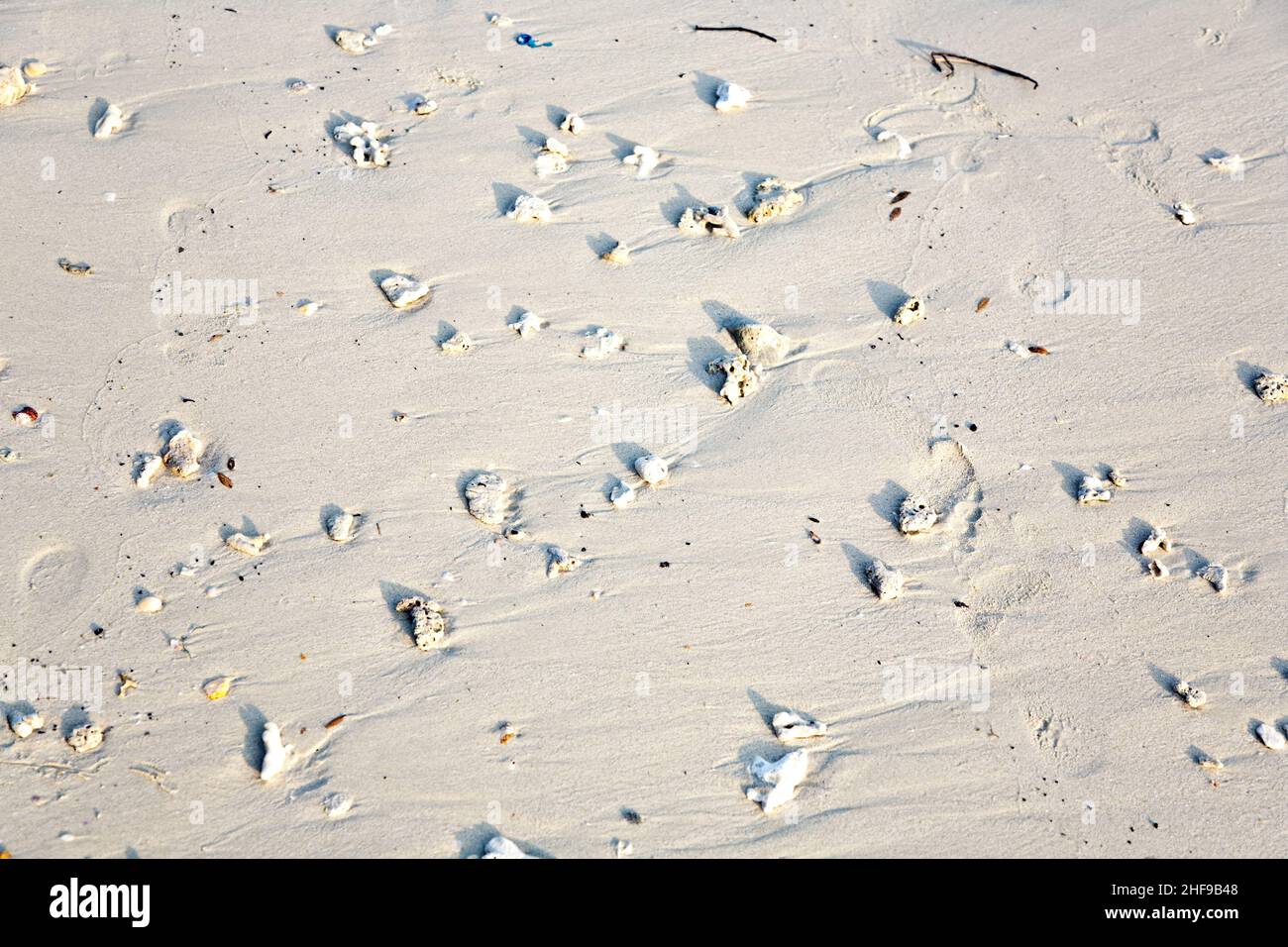 beautiful structures, lines at the beach with arrangement of leaves ...