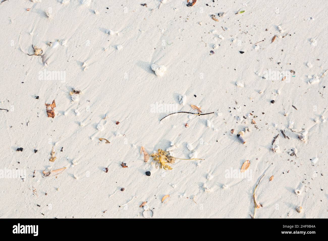 shells at the beautiful white tropical beach give a harmonic picture ...