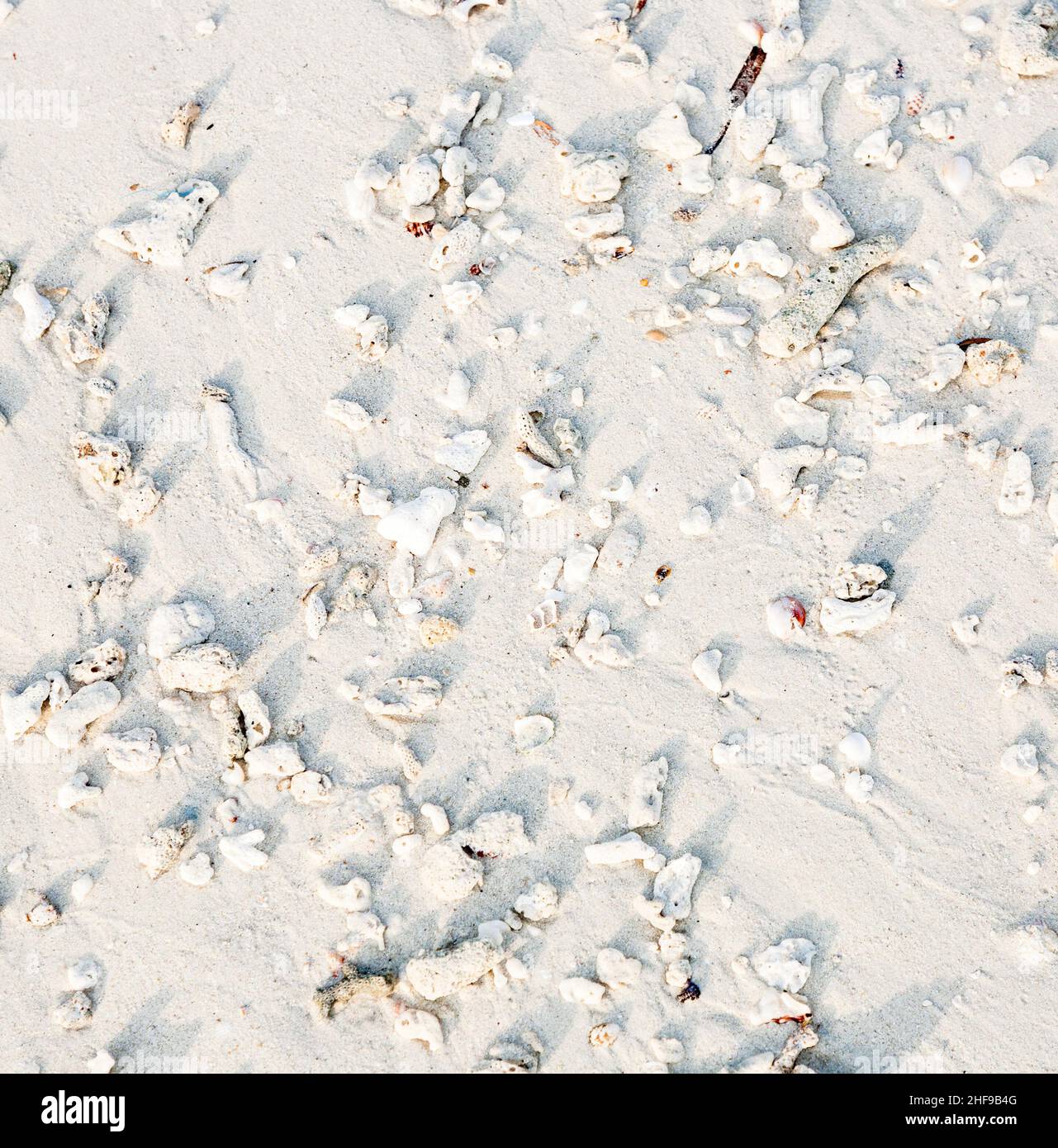 beautiful structures, lines at the beach with arrangement of leaves ...