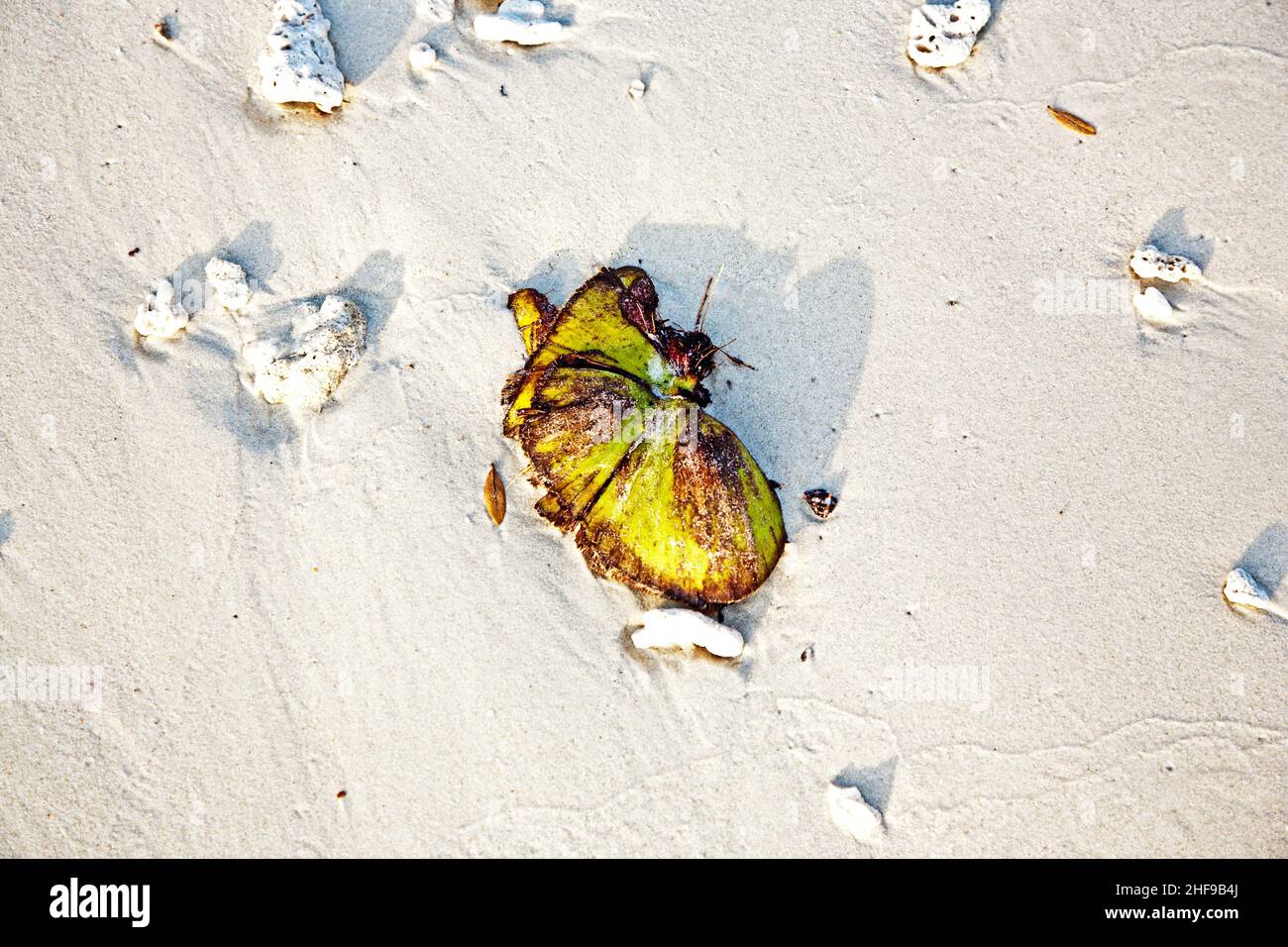 beautiful structured leaves at the beach arranged by nature in a ...