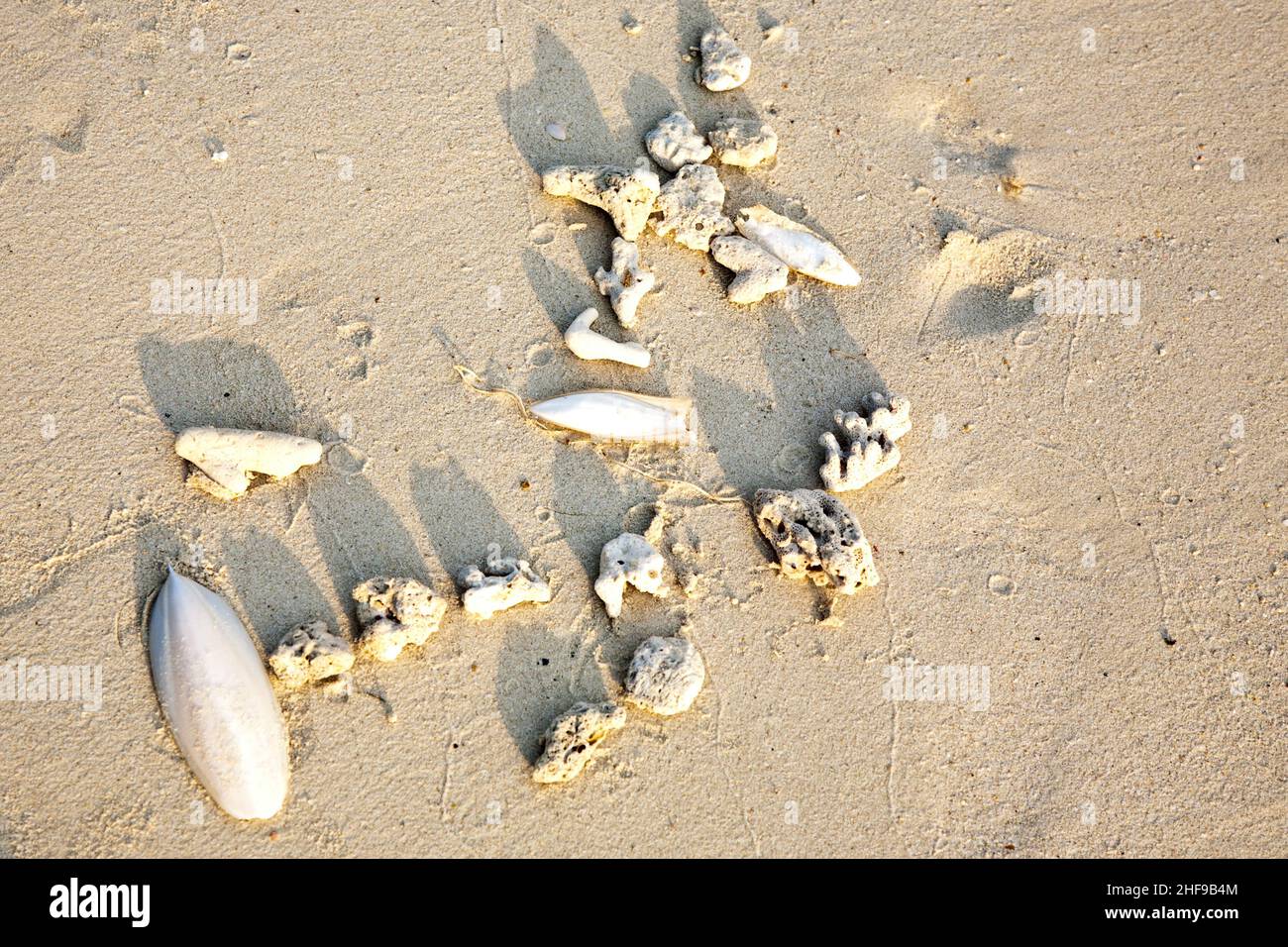 beautiful structures, lines at the beach with arrangement of leaves ...