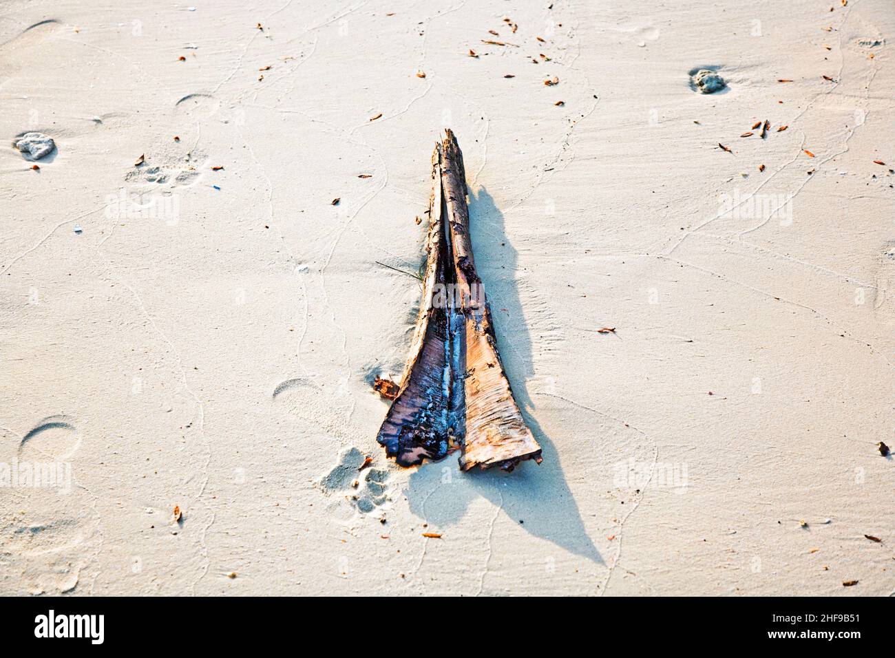 beautiful structures, lines at the beach with arrangement of leaves ...