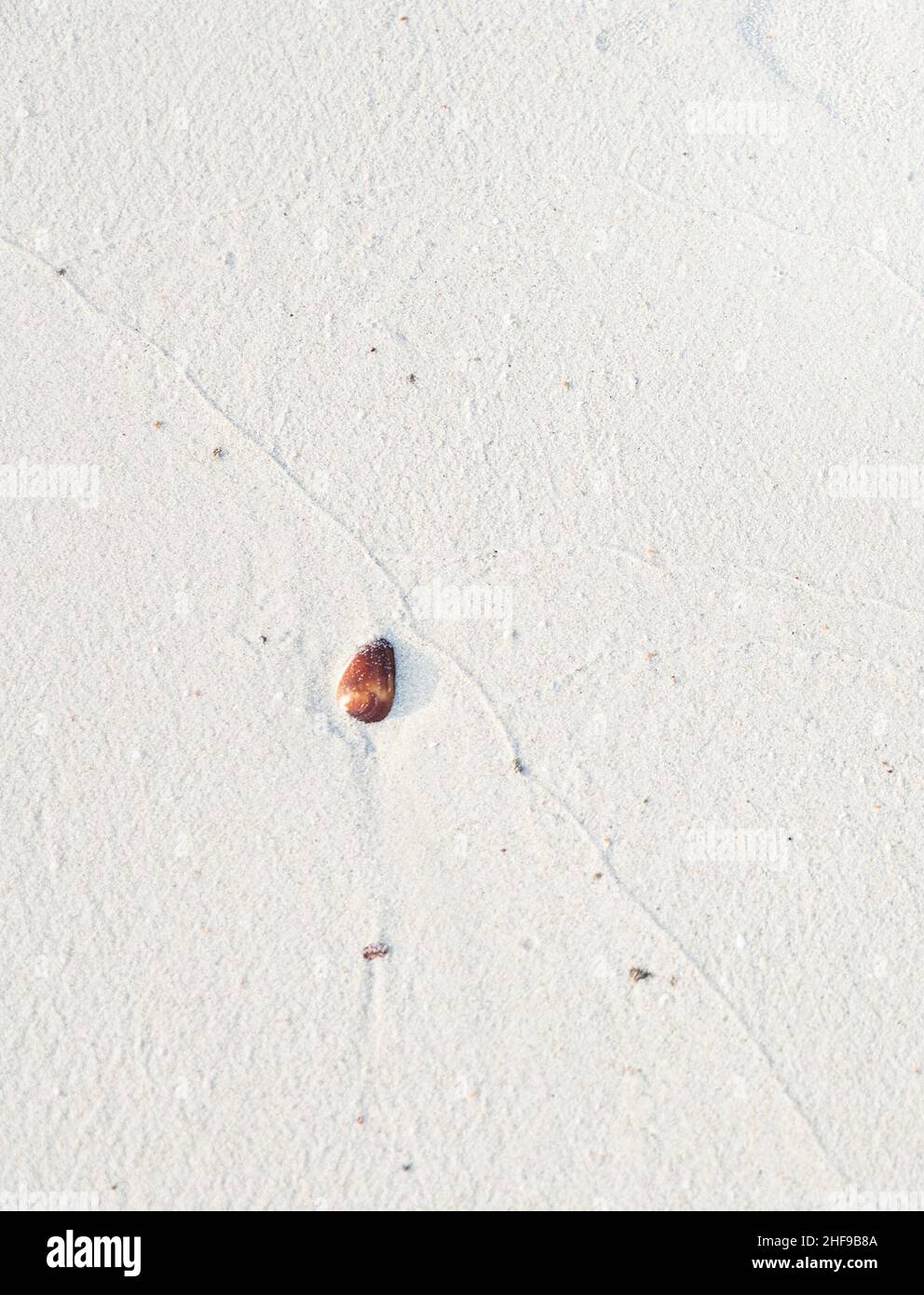 shells at the beautiful white tropical beach give a harmonic picture ...