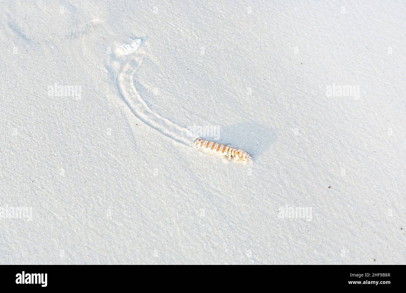sandworm at the beach tries to reach the saltwater Stock Photo - Alamy