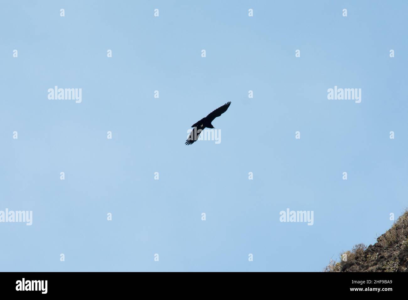 Corvoidea hi-res stock photography and images - Alamy