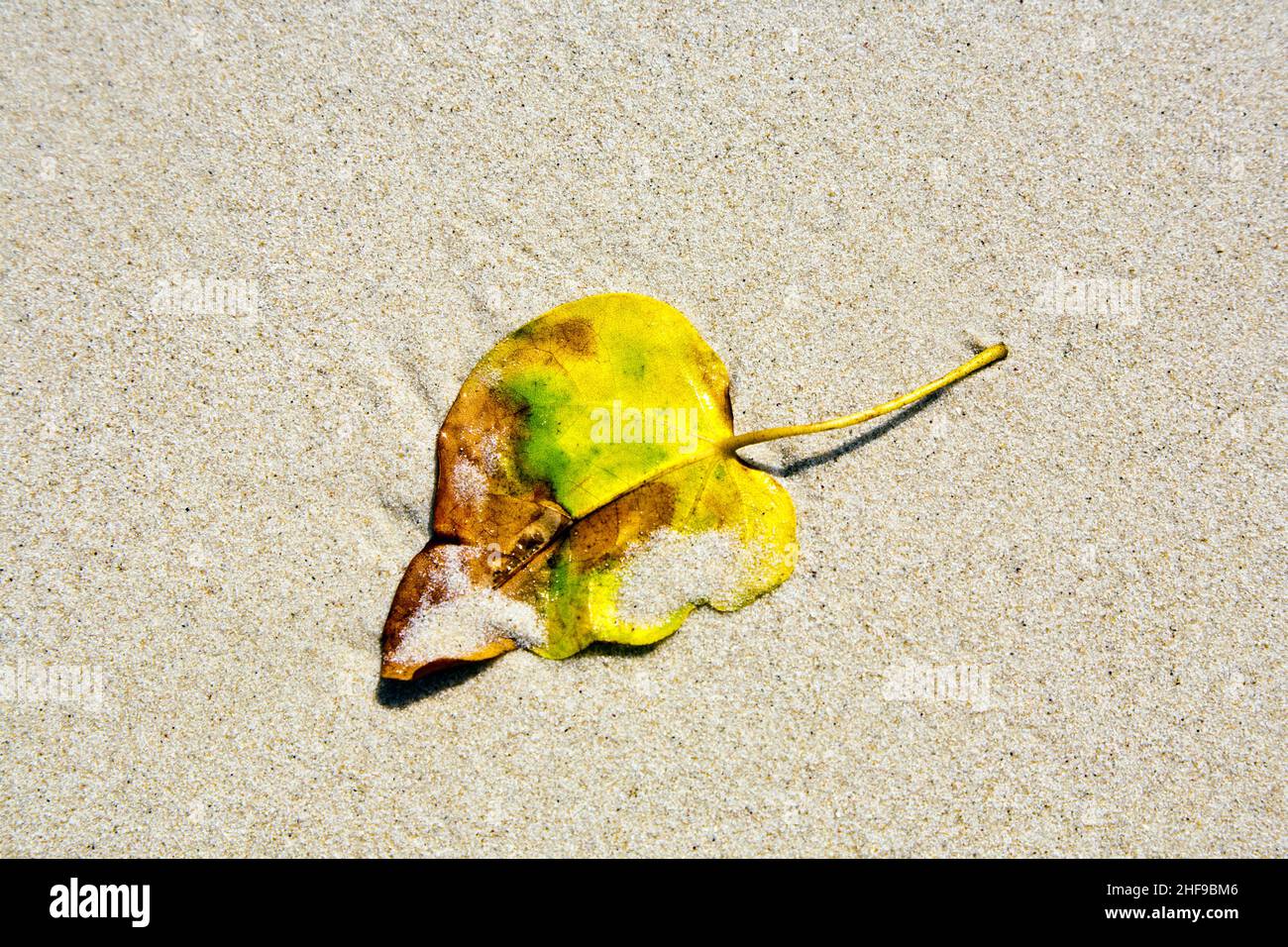 leaf lying at the sandy beach Stock Photo - Alamy