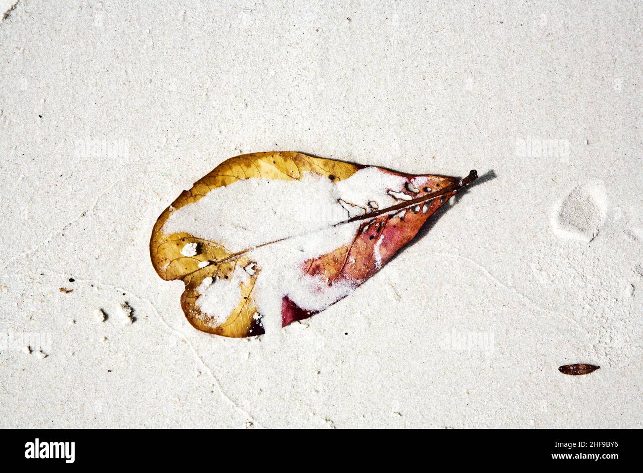 beautiful structured leaves at the beach arranged by nature in a ...