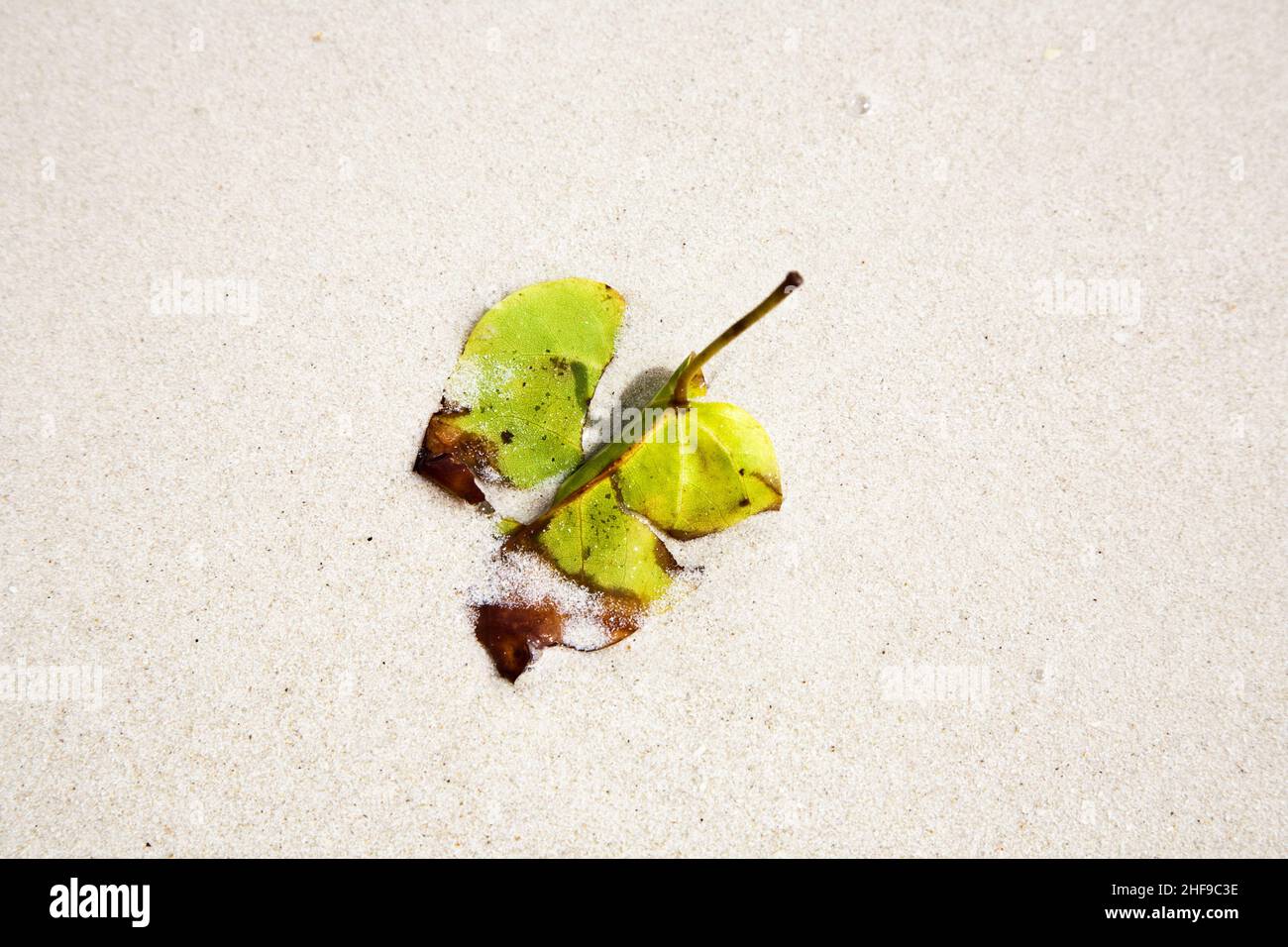 beautiful structured leaves at the beach arranged by nature in a ...