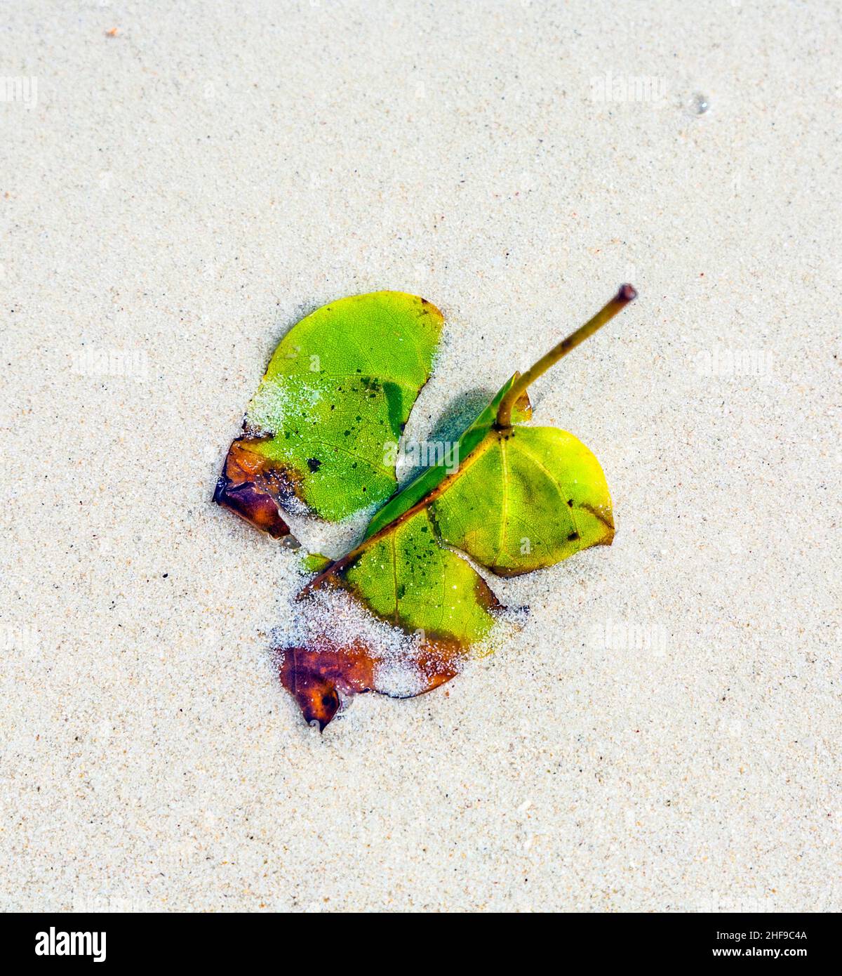 beautiful structured leaves at the beach arranged by nature in a ...