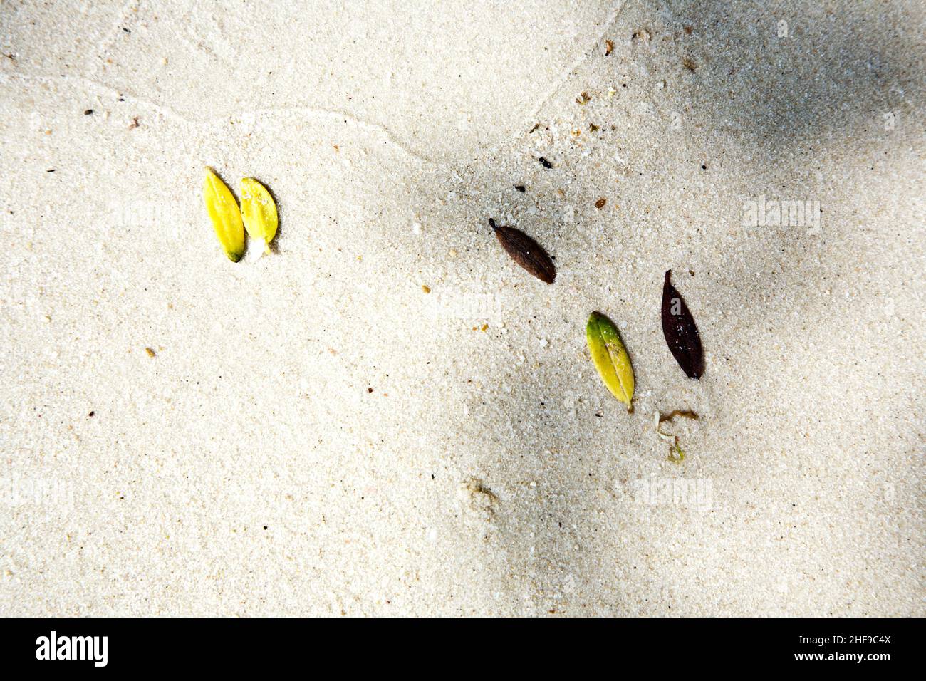 beautiful structures, lines at the beach with arrangement of leaves ...