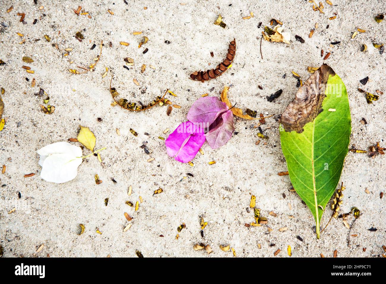 beautiful structured leaves at the beach arranged by nature in a ...