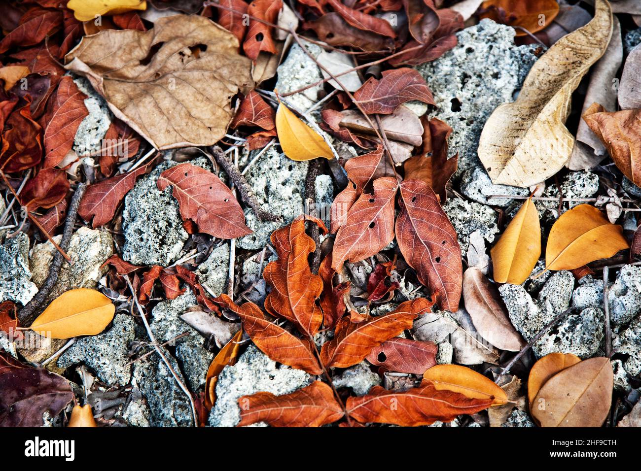 beautiful structured leaves at the beach arranged by nature in a ...