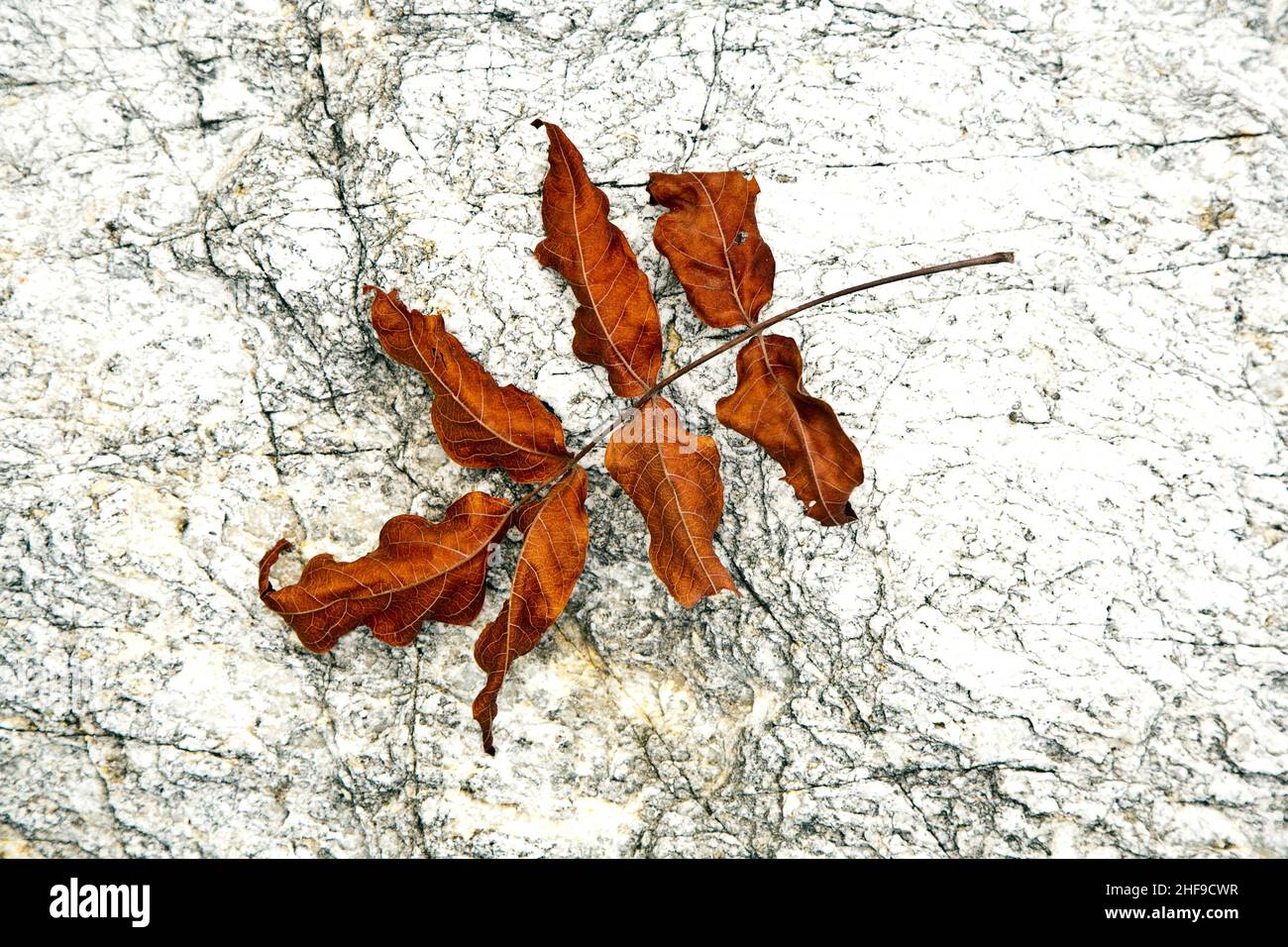 beautiful structured leaves at the beach arranged by nature in a ...