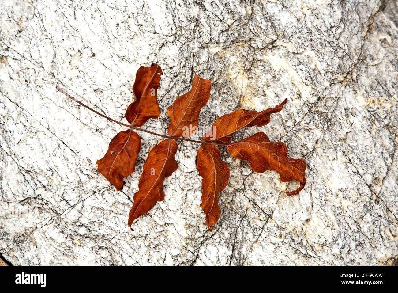 beautiful structured leaves at the beach arranged by nature in a ...